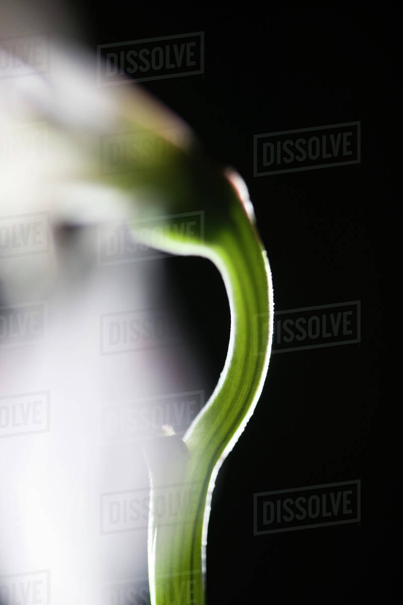 Flower stem, close-up - Stock Photo - Dissolve