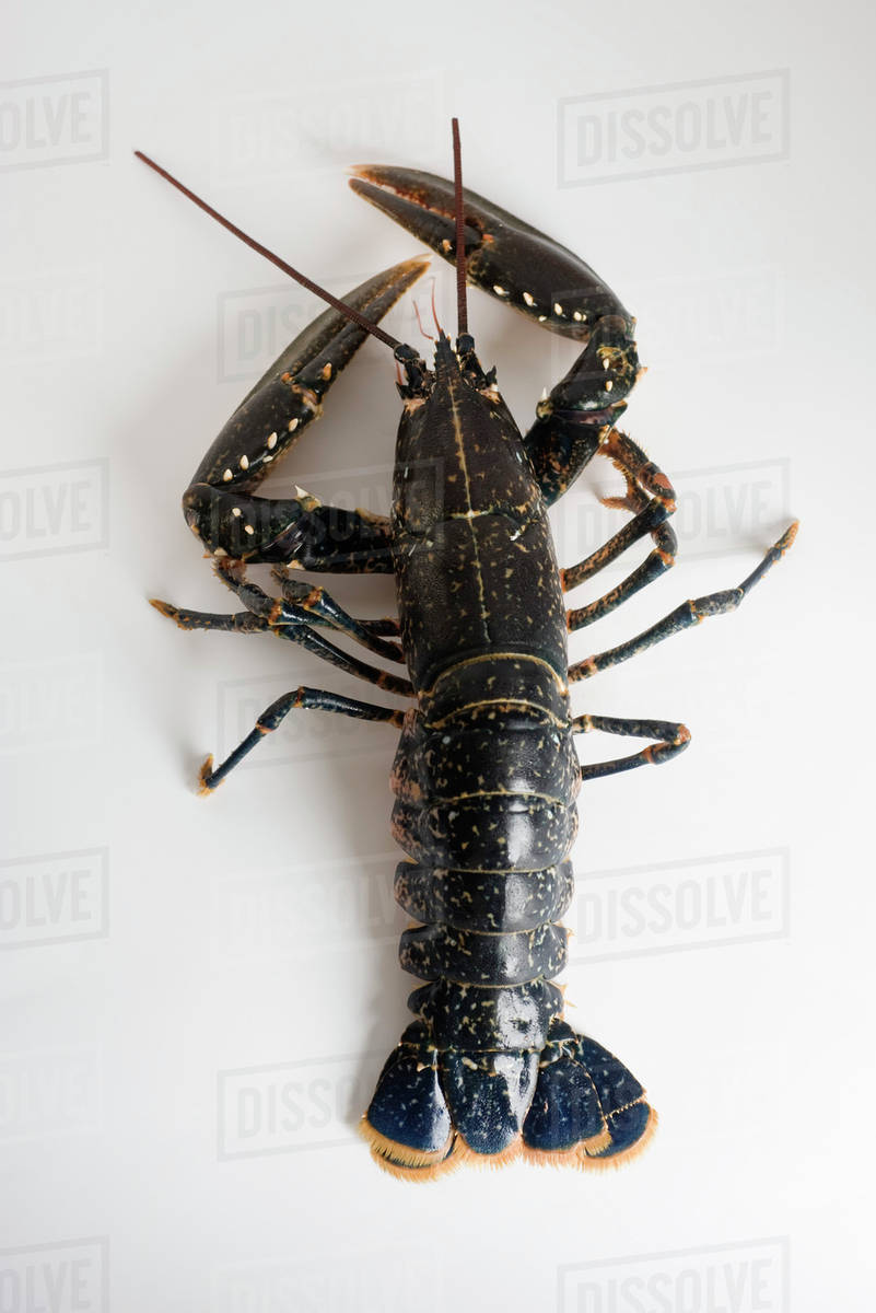Fresh lobster - Royalty-free Stock Photo | Dissolve