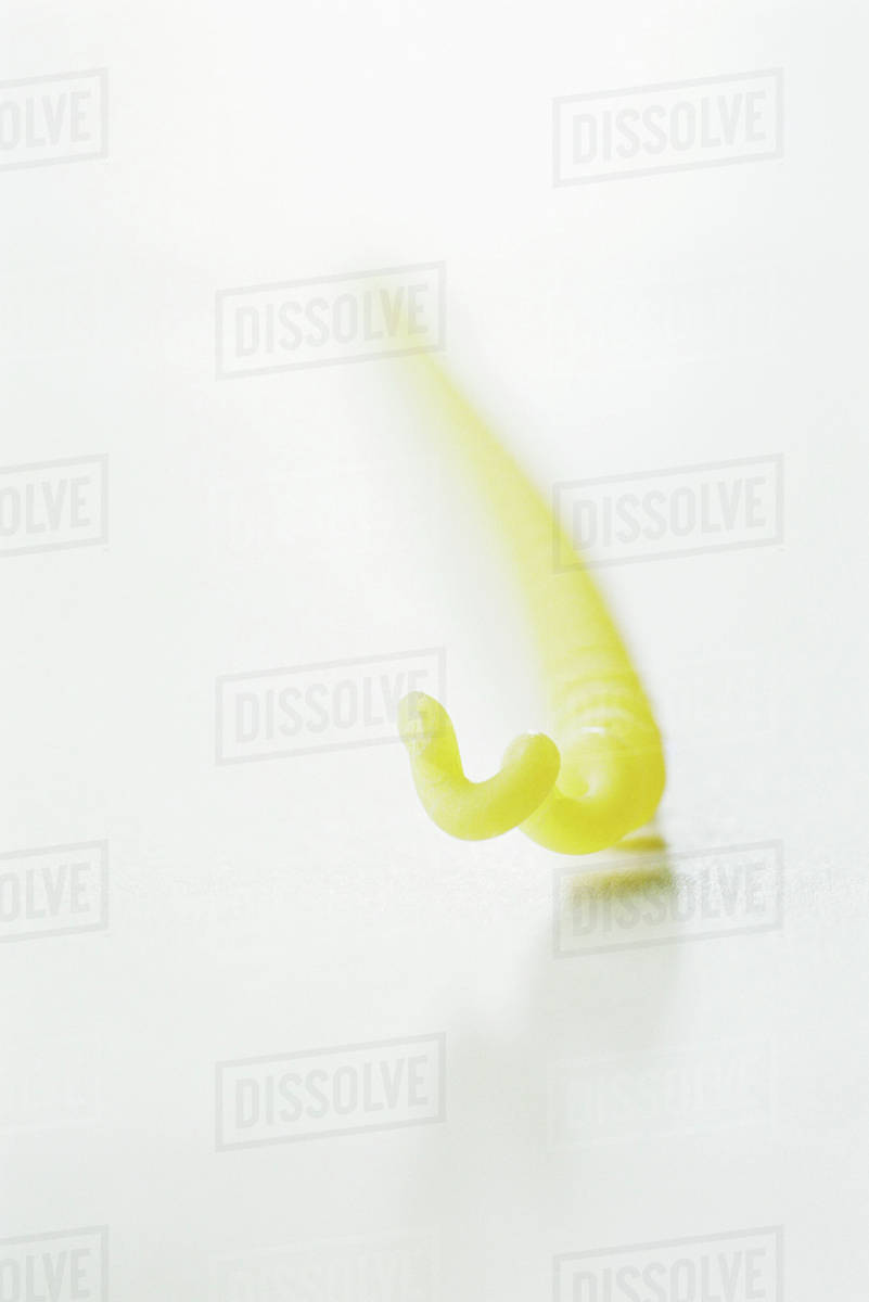 Fusilli bucati lunghi pasta - Royalty-free Stock Photo | Dissolve