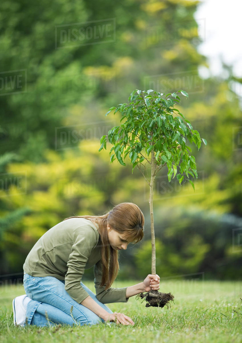Girl planting sapling - Royalty-free Stock Photo | Dissolve