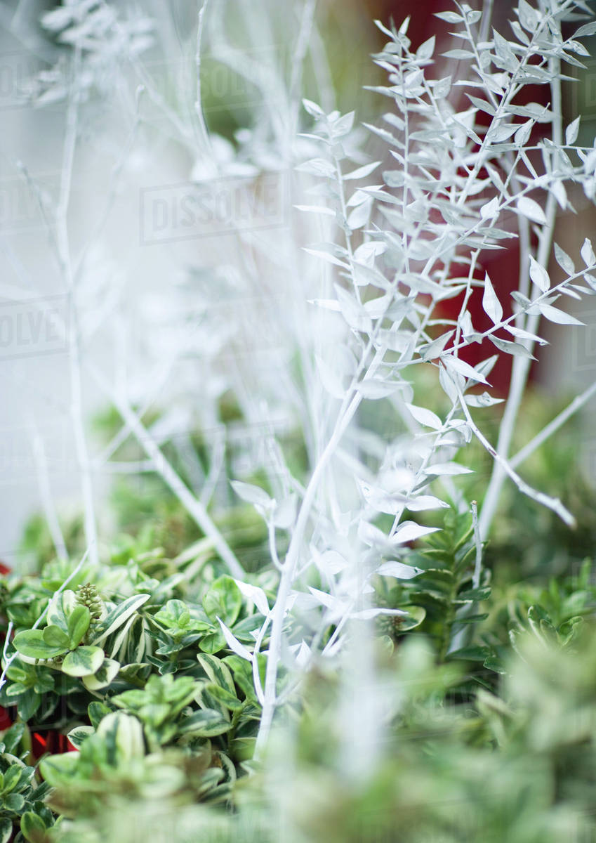 White branches - Royalty-free Stock Photo | Dissolve