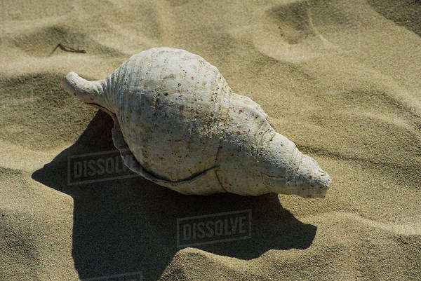 Seashell on beach - Royalty-free Stock Photo | Dissolve