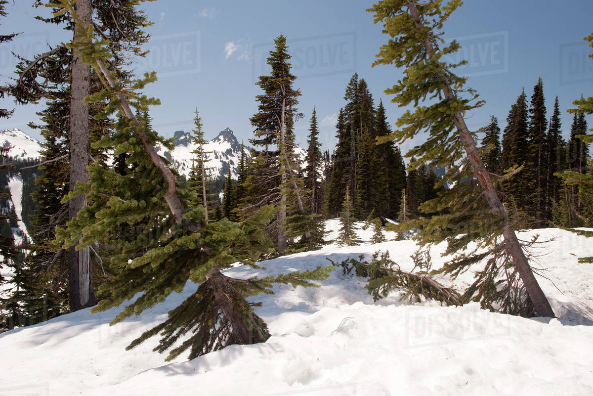 Evergreen trees leaning in deep snow, Mount Rainier National Park ...