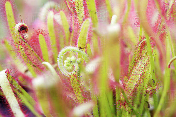 Sundew (Drosera) - Royalty-free Stock Photo | Dissolve