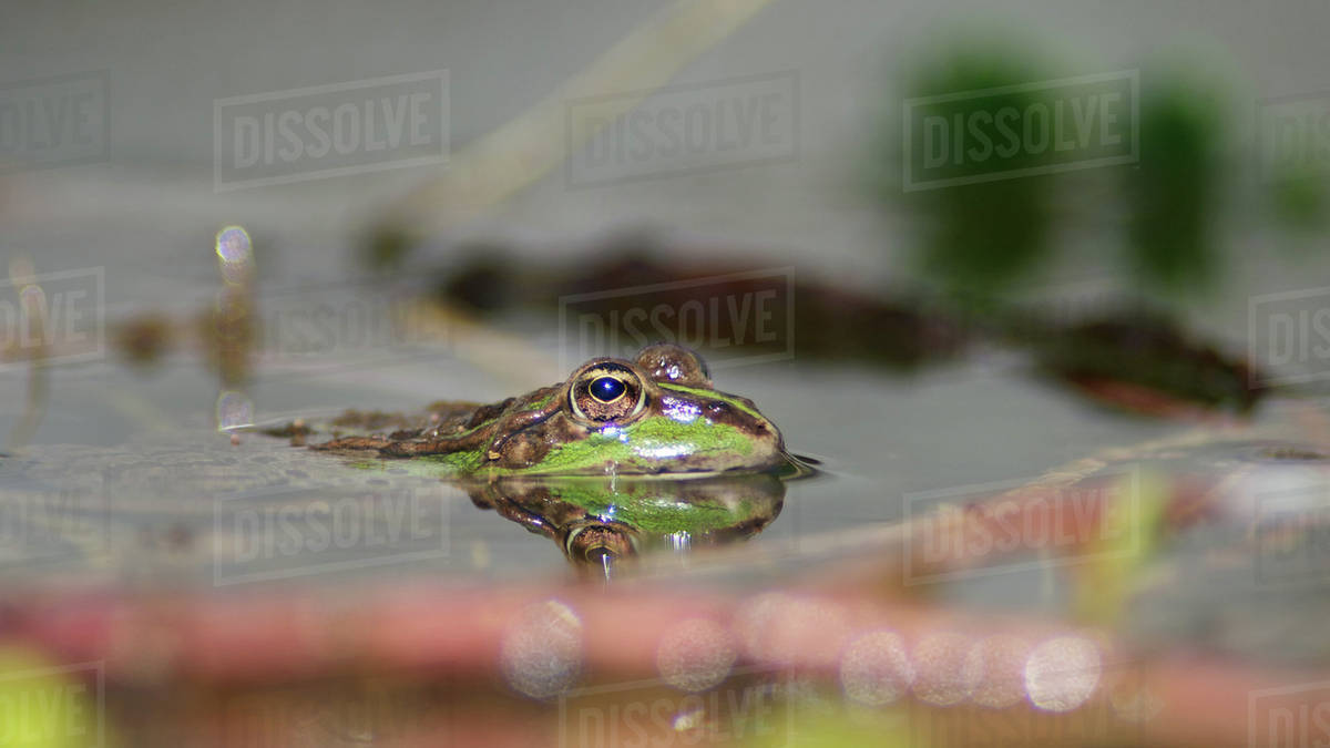 Frog in water - Royalty-free Stock Photo | Dissolve