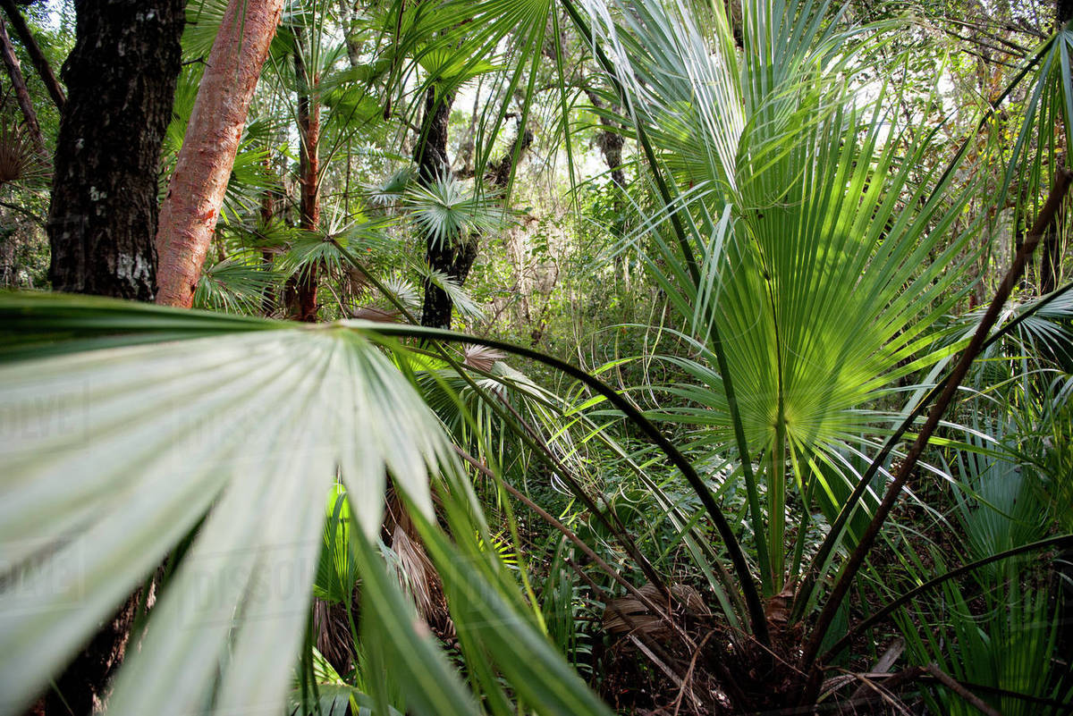 Tropical plants growing in Everglades National Park, Florida, USA ...