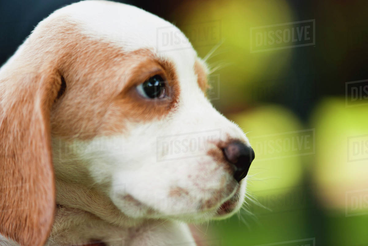 Beagle puppy, side view - Royalty-free Stock Photo | Dissolve