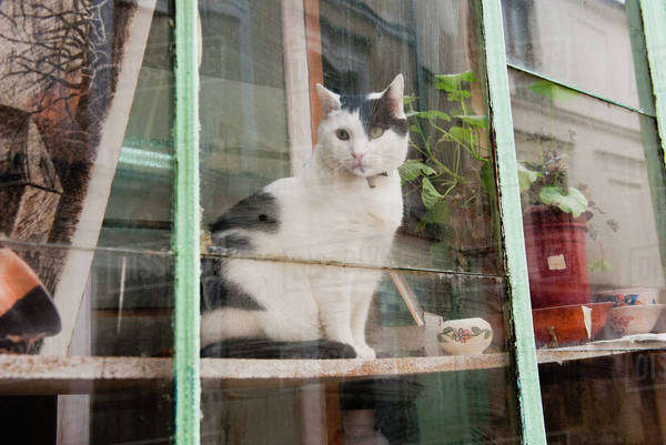 Cat looking through window - Royalty-free Stock Photo | Dissolve