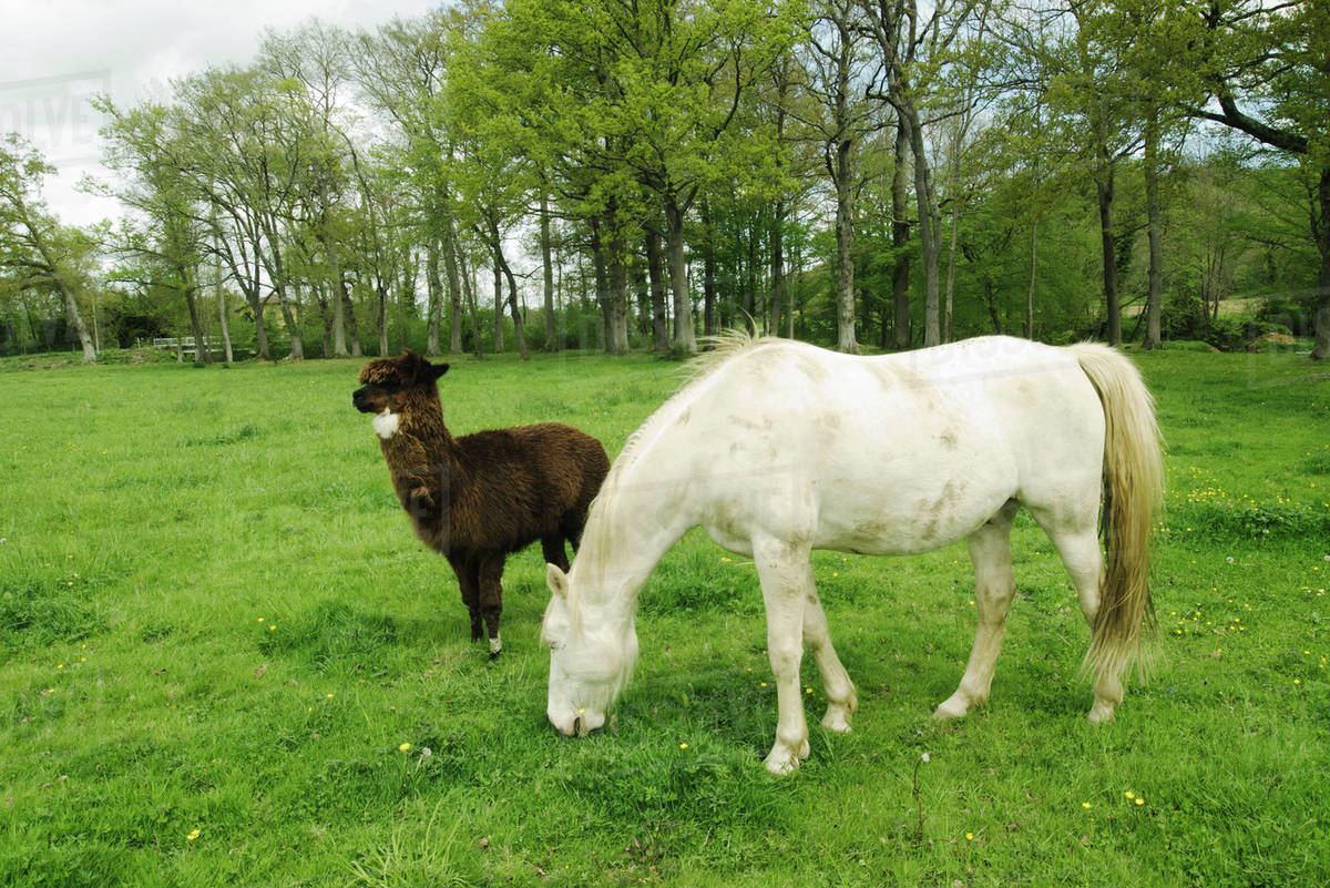 Horse and alpaca in a greenery - Royalty-free Stock Photo | Dissolve
