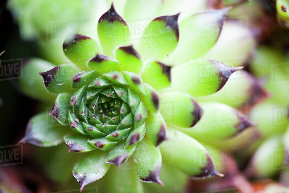 Succulent plant, close-up - Royalty-free Stock Photo | Dissolve