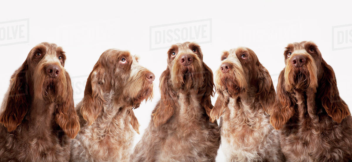 Group of identical dogs sitting together - Stock Photo - Dissolve