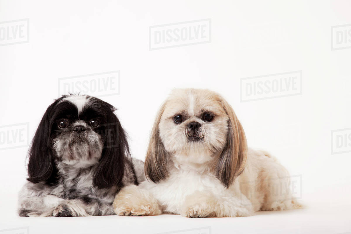 Dogs sitting together - Royalty-free Stock Photo | Dissolve