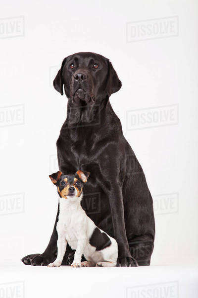 Large dog and small dog sitting together - Stock Photo - Dissolve