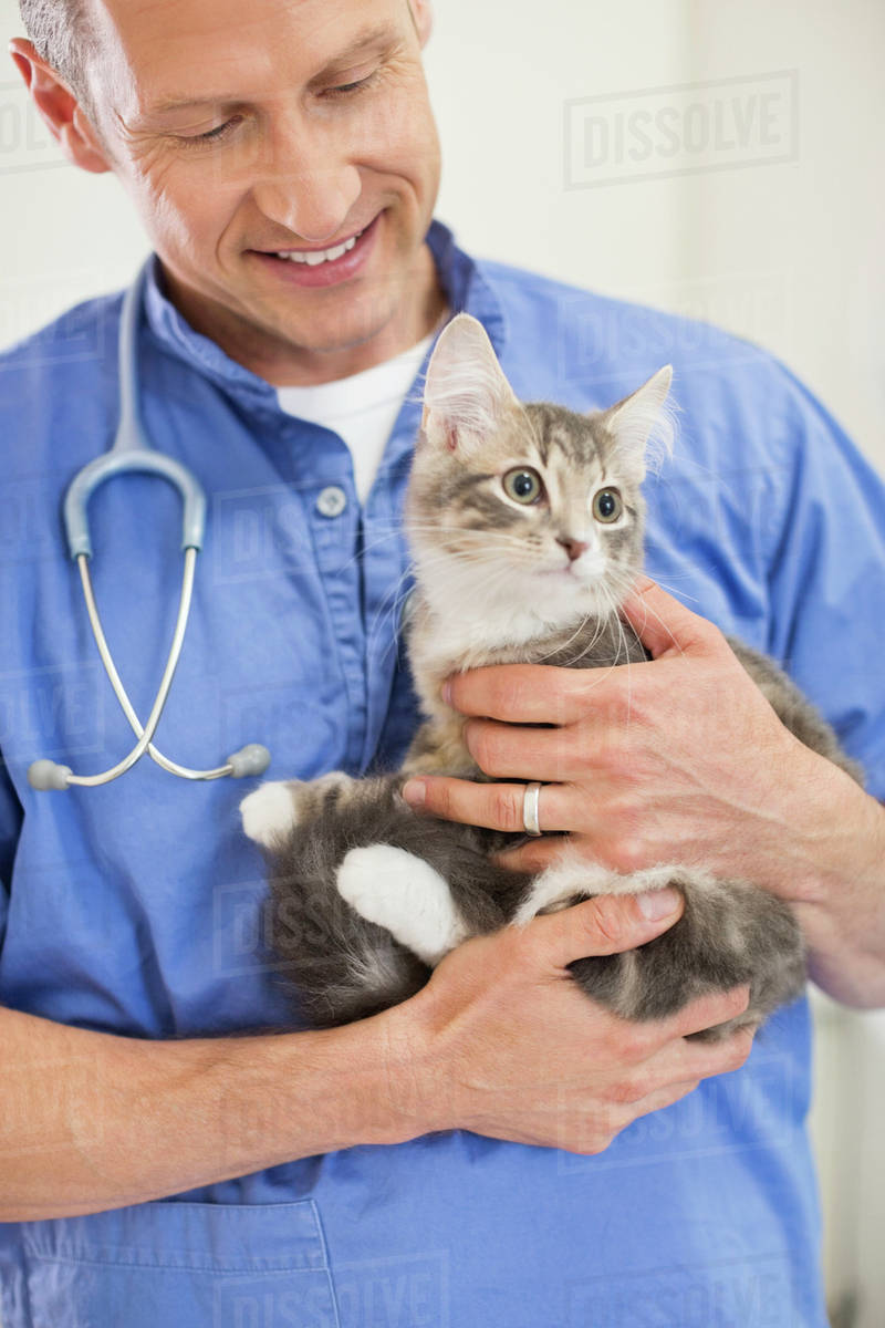 Veterinarian holding cat in vet's surgery - Stock Photo - Dissolve