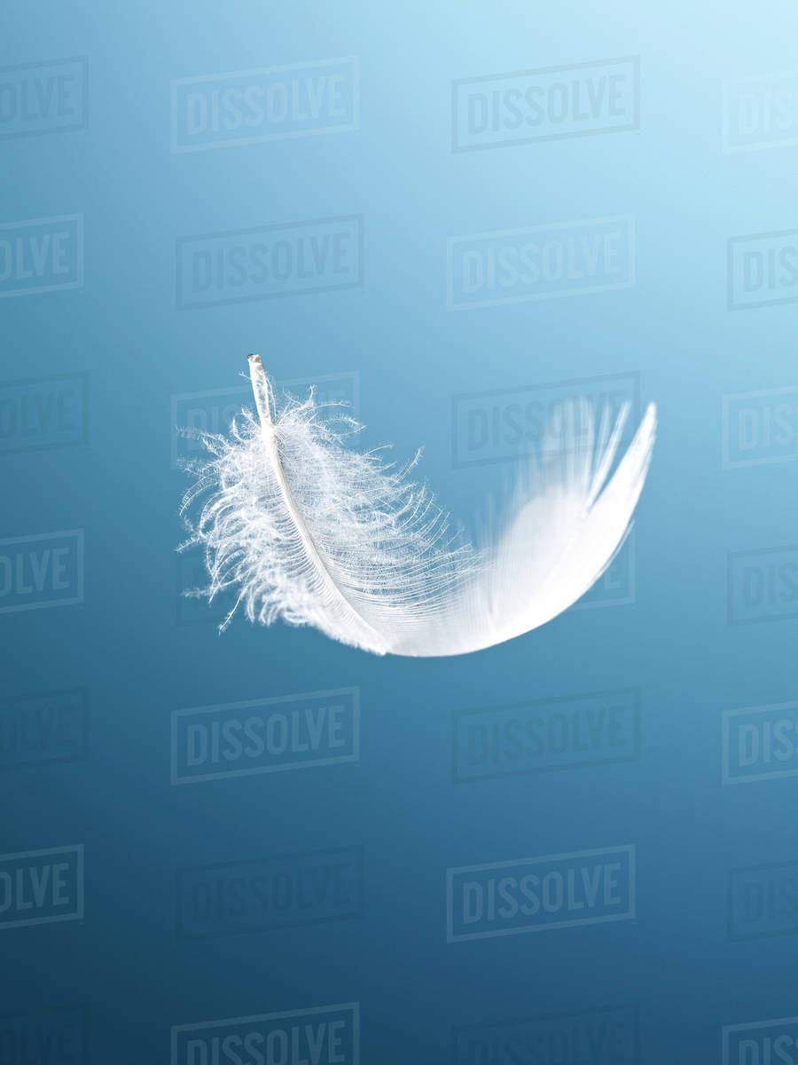 Feather floating on blue background - Royalty-free Stock Photo | Dissolve