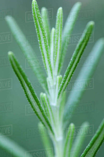 Close-up of rosemary stalk - Stock Photo - Dissolve