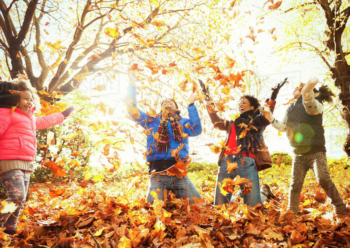 Playful young family throwing autumn leaves in sunny park - Royalty ...