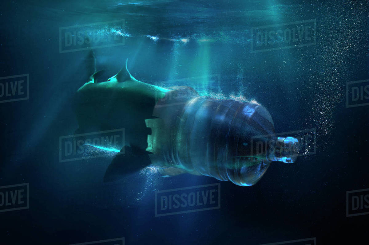 Shark with face trapped in plastic water container - Royalty-free Stock ...