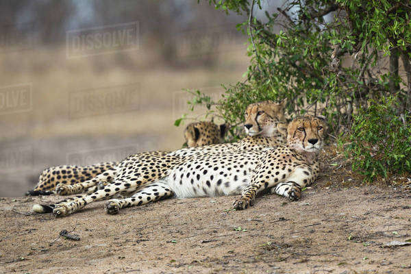 Three cheetahs lying side by side - Royalty-free Stock Photo | Dissolve