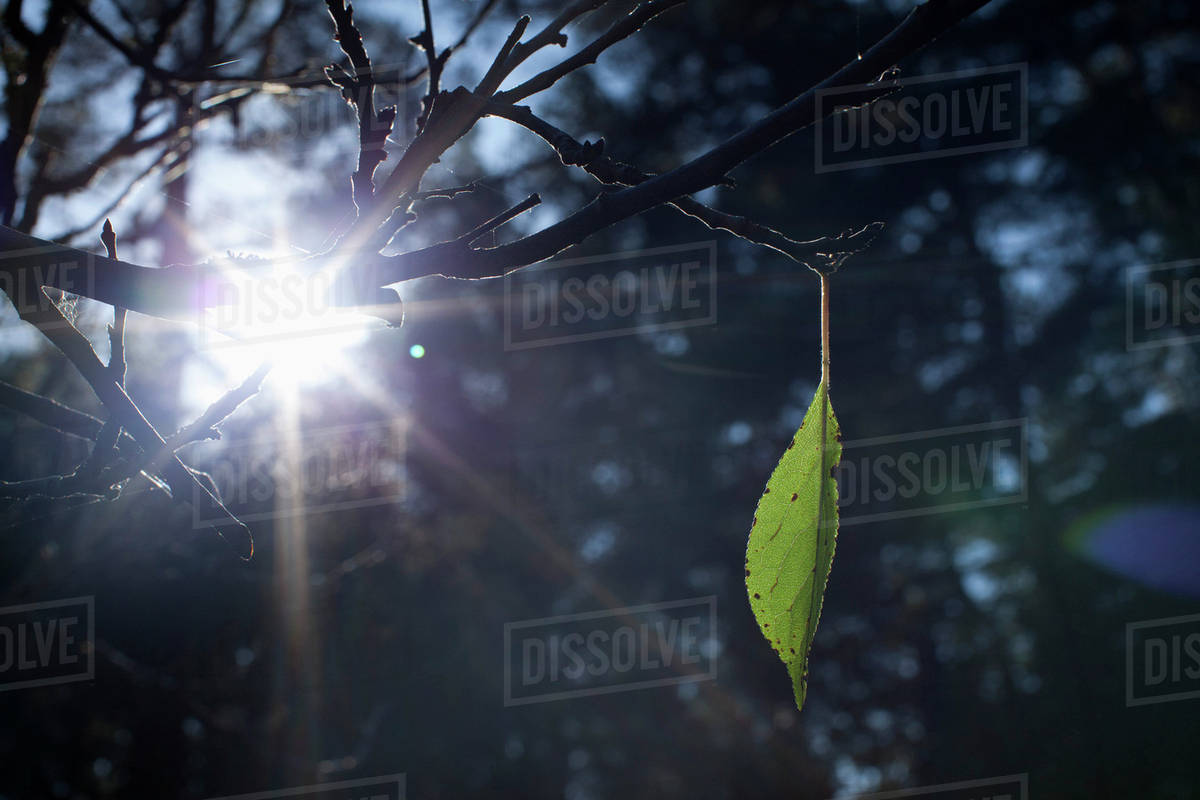A single leaf growing on a branch - Stock Photo - Dissolve