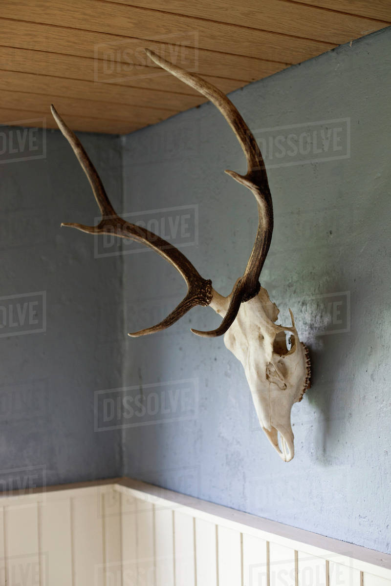 An animal skull with antlers hanging on a wall - Royalty-free Stock ...