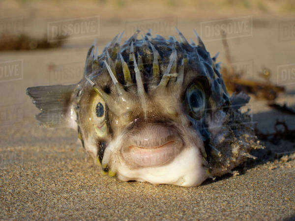 Balloonfish (Diodon Holocanthus) on sand - Stock Photo - Dissolve