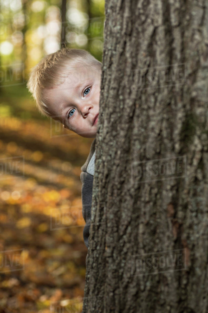 A young boy peeking from behind a tree trunk - Royalty-free Stock Photo ...