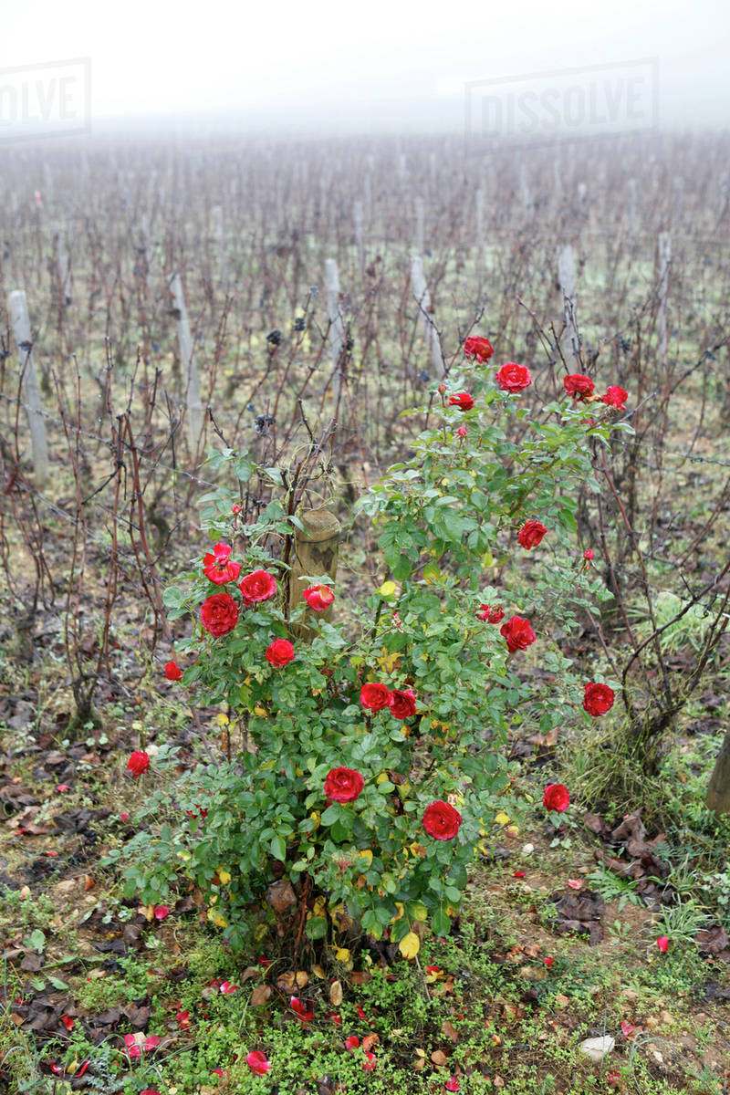 A red rosebush in a field - Royalty-free Stock Photo | Dissolve