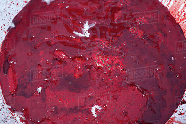 A heap of goose blood with some feathers stuck in it, close-up - Stock ...