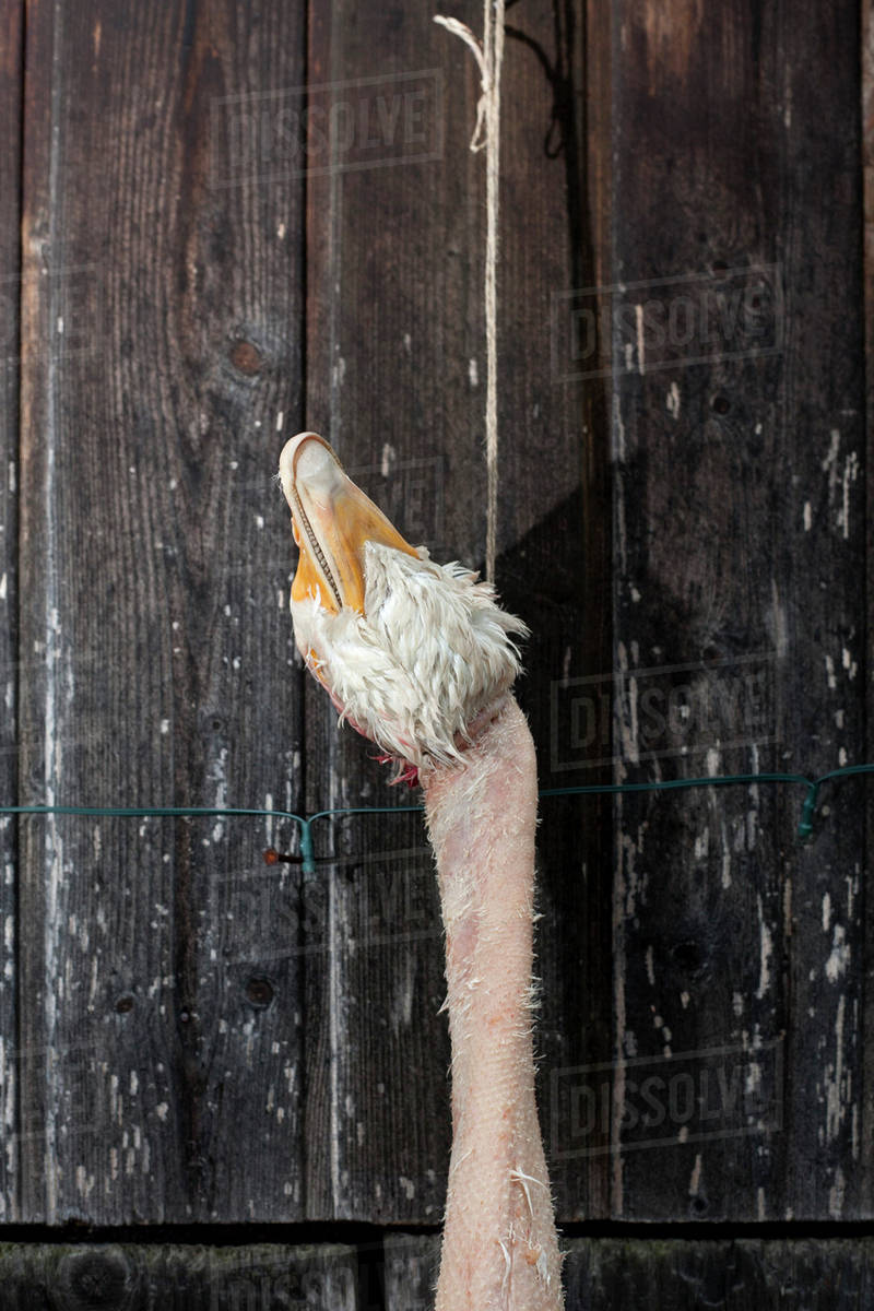 A single dead goose hanging from a string against a rustic wooden wall ...