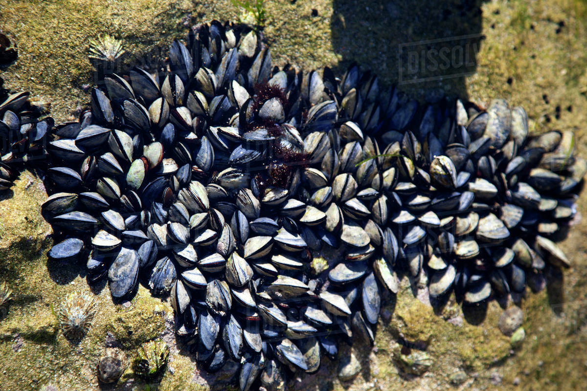 Mussels in a tide pool at low tide - Royalty-free Stock Photo | Dissolve