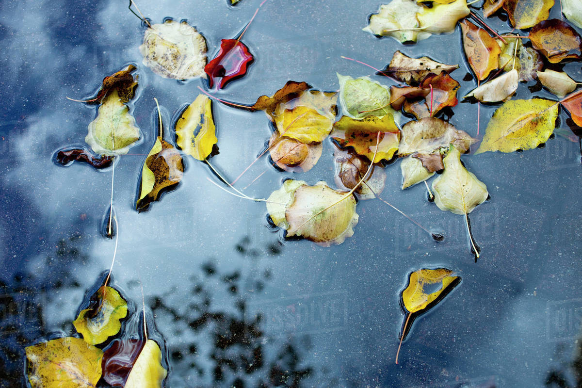 Autumn leaves floating in a puddle - Stock Photo - Dissolve