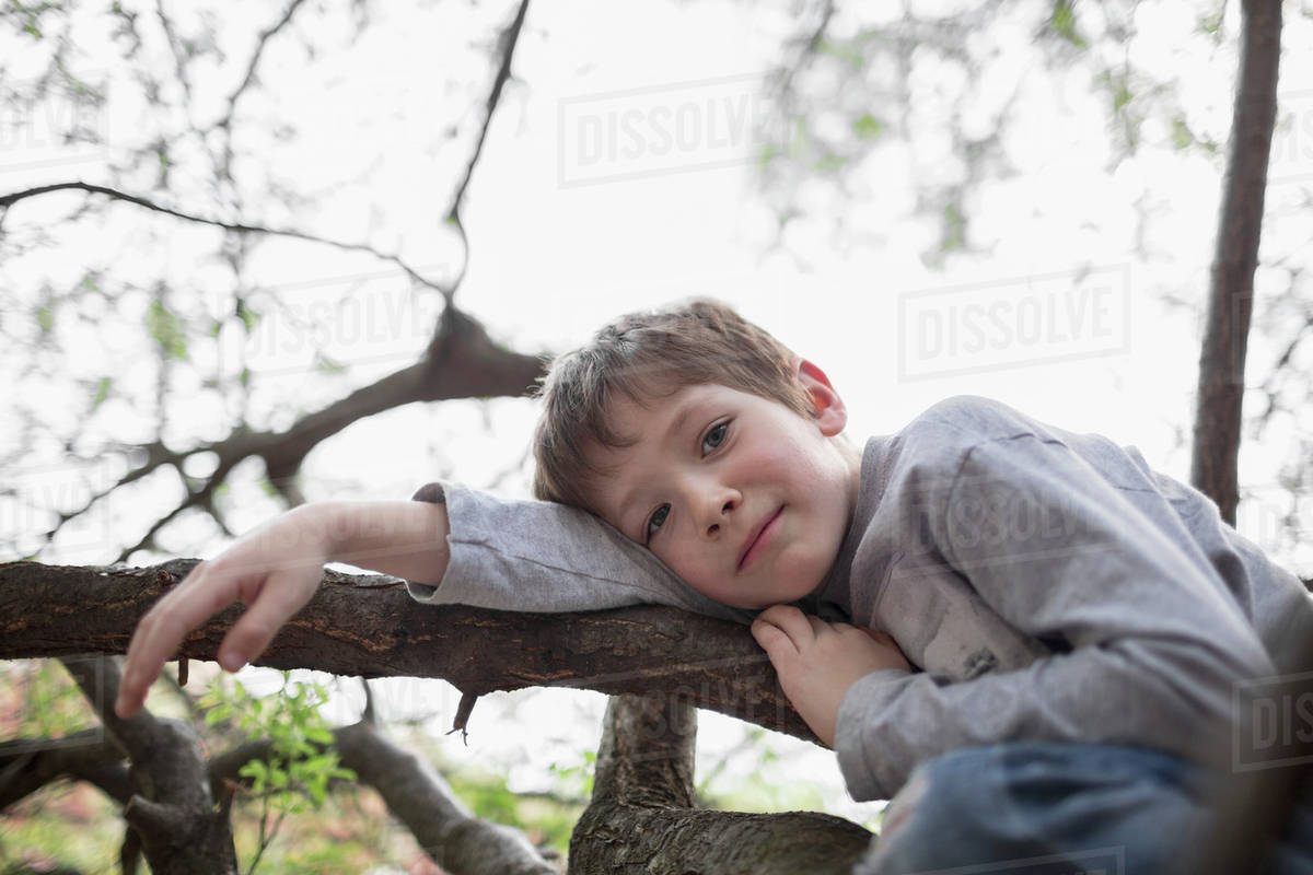 A serene boy relaxation on a tree branch he climbed - Royalty-free ...