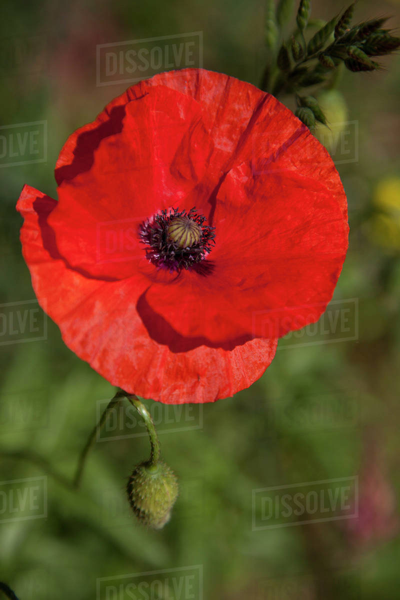 Close-up of red poppy - Royalty-free Stock Photo | Dissolve