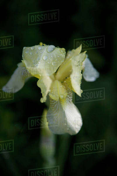 Close -up of flower - Stock Photo - Dissolve