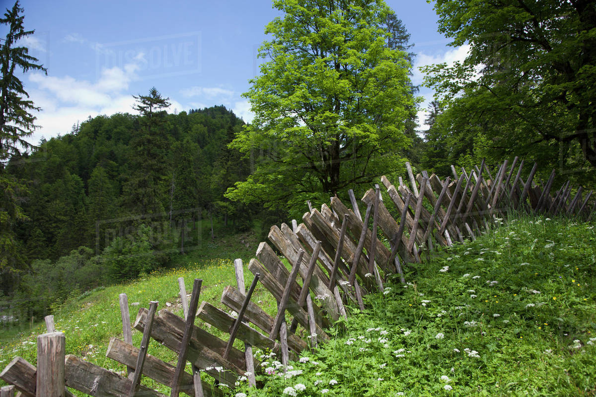 Wooden Fence in forest - Stock Photo - Dissolve