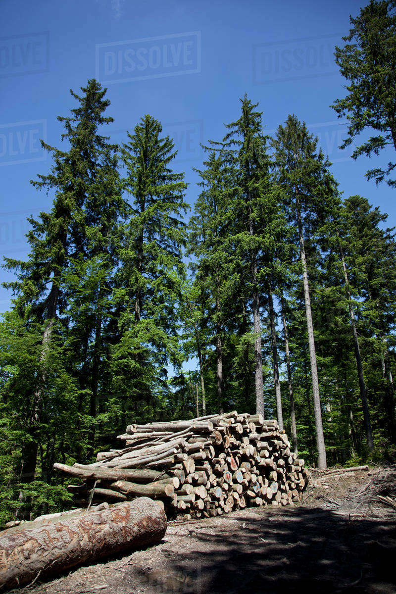Logs of wood - Stock Photo - Dissolve