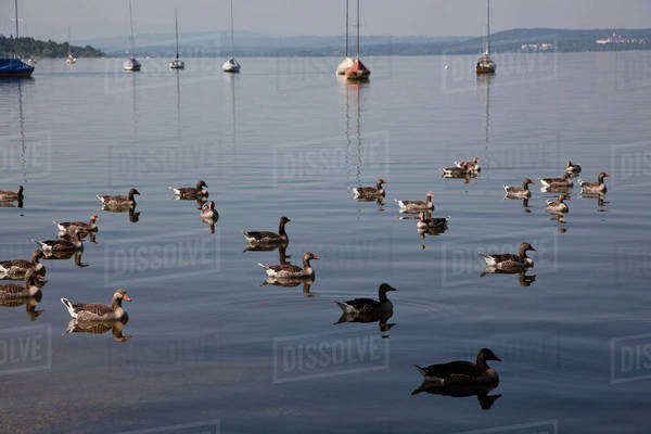 Ducks floating on water - Stock Photo - Dissolve