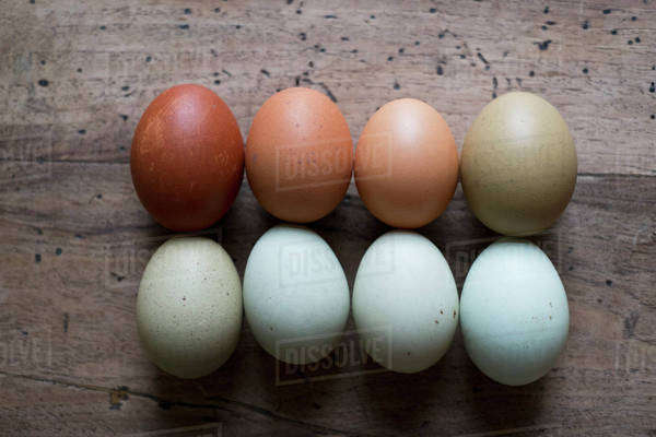 Eggs in rows, close-up - Stock Photo - Dissolve