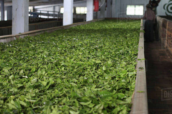 Tea leaves drying in factory - Royalty-free Stock Photo | Dissolve