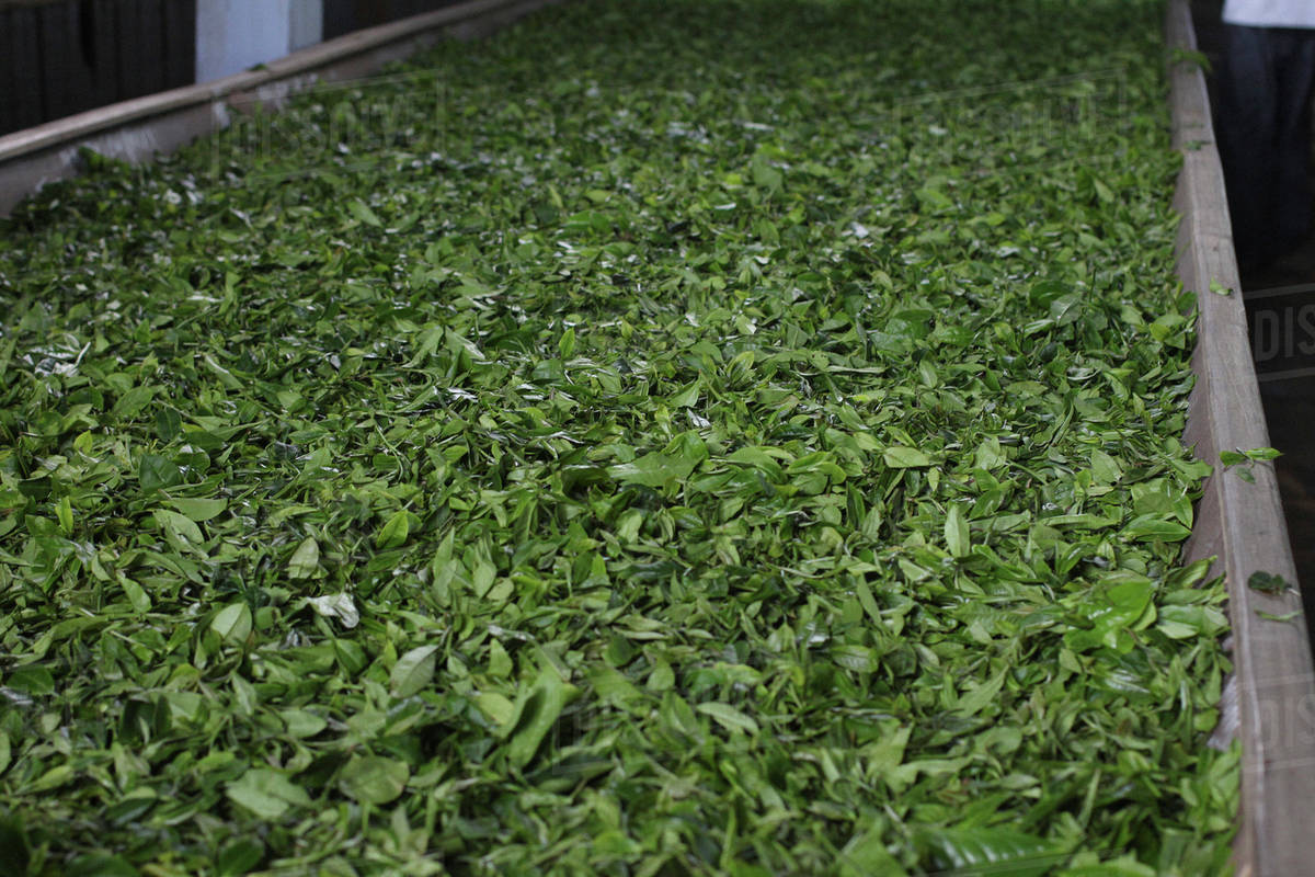 Tea leaves drying in large container - Stock Photo - Dissolve