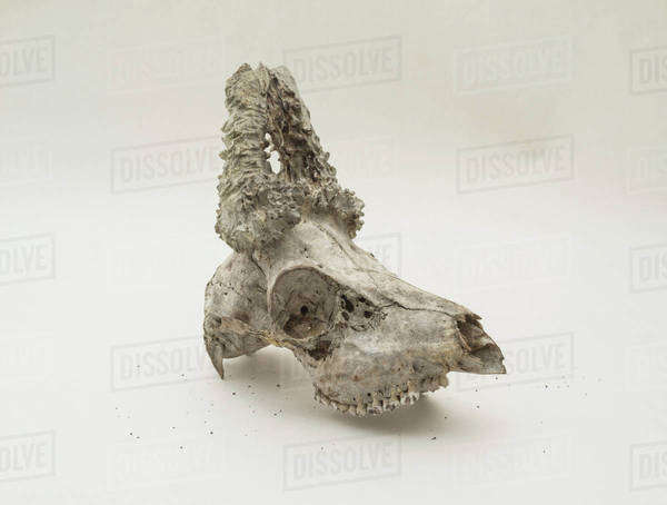 Decayed animal skull over white background - Stock Photo - Dissolve