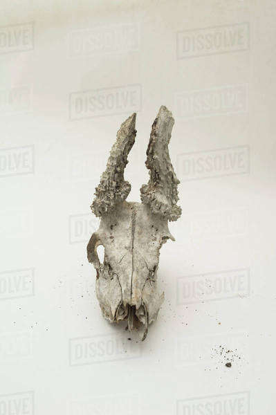 Rotted animal skull over white background - Stock Photo - Dissolve