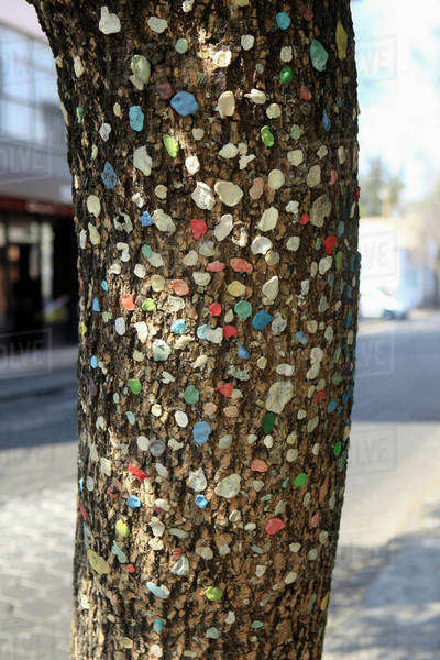 Chewed bubble gums on tree trunk - Stock Photo - Dissolve