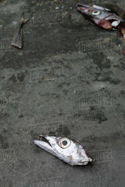 Severed fish heads and a fish tail - Stock Photo - Dissolve