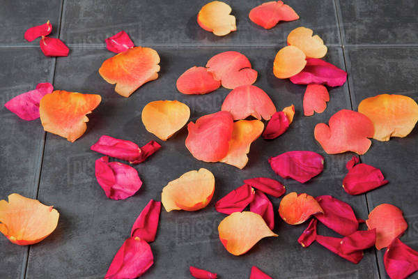 Rose petals strewn on the floor - Stock Photo - Dissolve