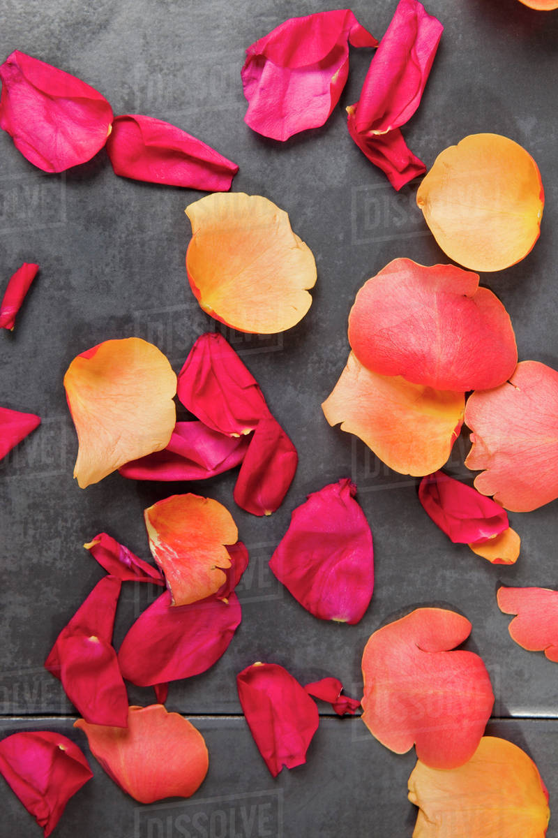 Rose petals strewn on the floor - Stock Photo - Dissolve