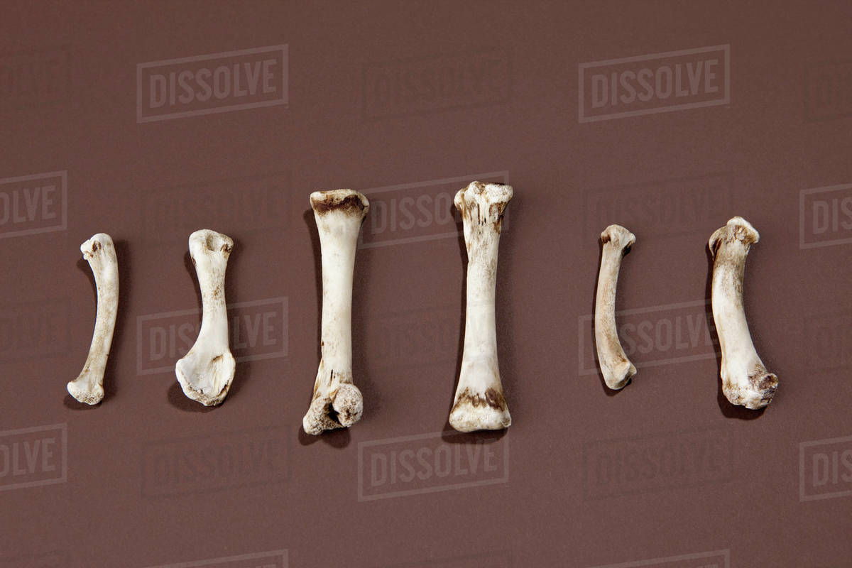 Chicken bones arranged in a row - Stock Photo - Dissolve