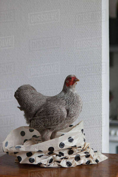 Artificial chicken in plastic bag - Royalty-free Stock Photo | Dissolve