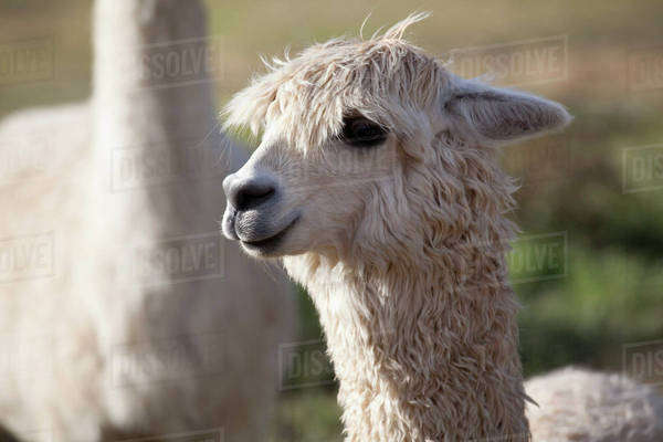 Portrait of a Llama - Stock Photo - Dissolve